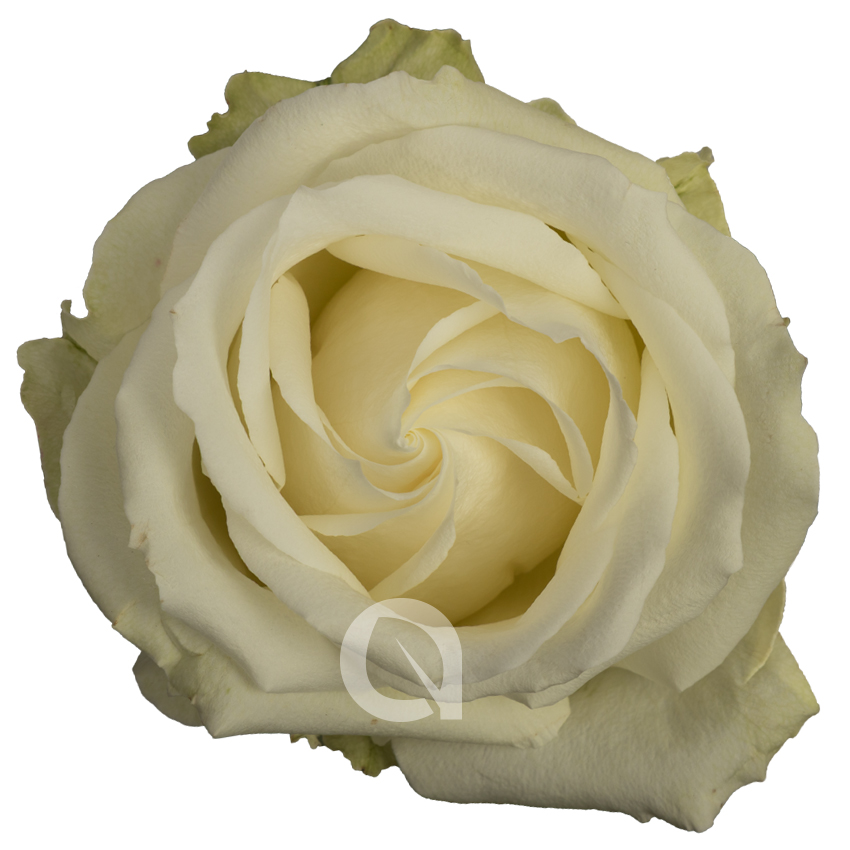 Agrotropic AG - Rosen Avalanche - Blumenbörse Online